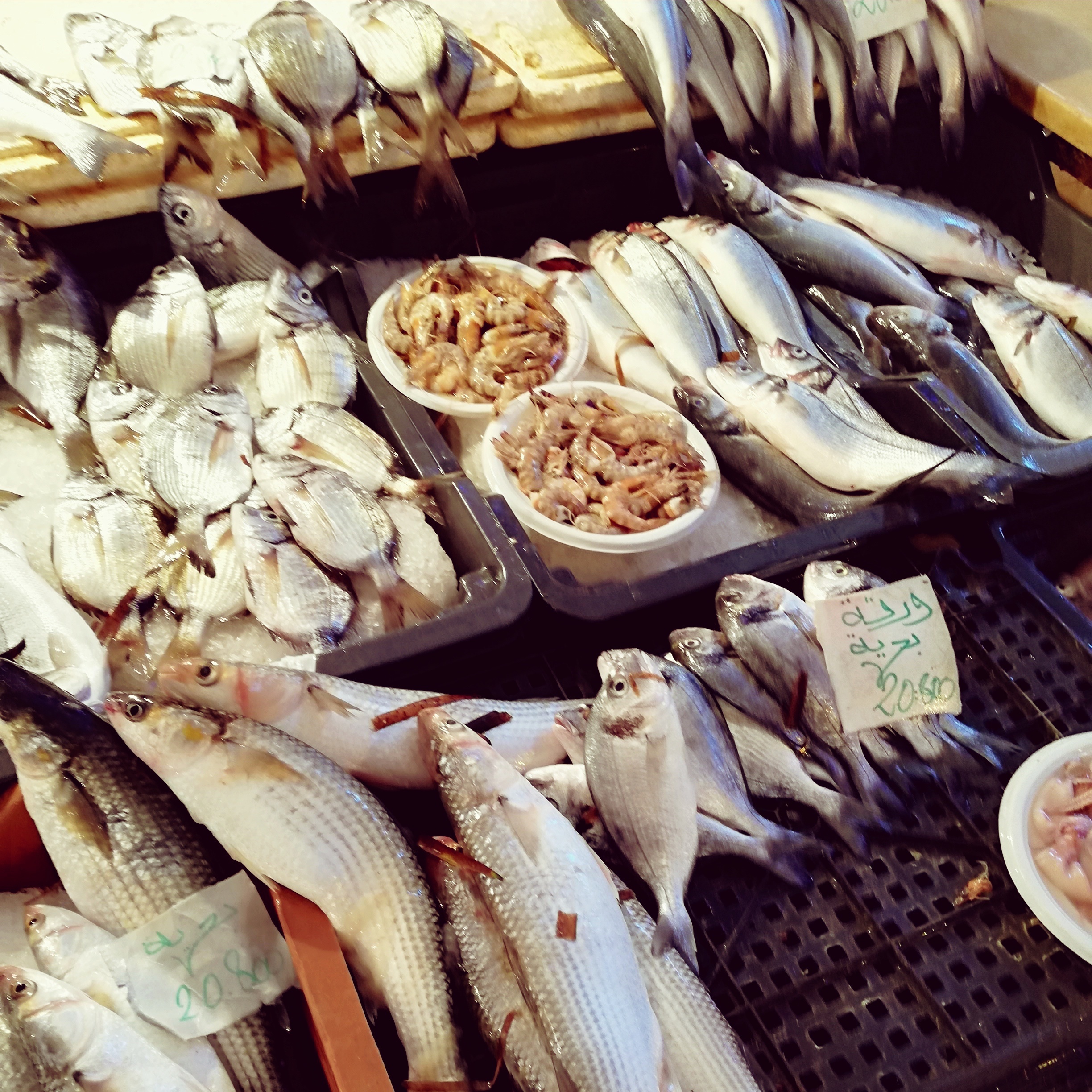 Photos: visite marché de poisson Bizerte - Pêche en Tunisie