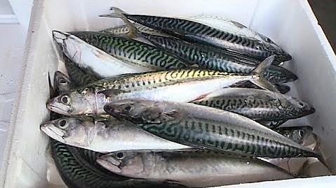 Les meilleurs appâts pour la pêche en mer - Pêche en Tunisie