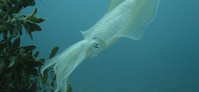 Le Calamar : le préféré en mois de Décembre - Pêche en Tunisie